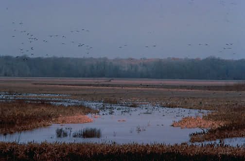 Locations Hub - Panther Swamp National Wildlife Refuge
