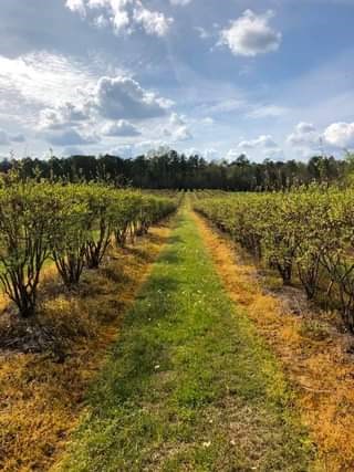 Locations Hub - Sandy Run Farm